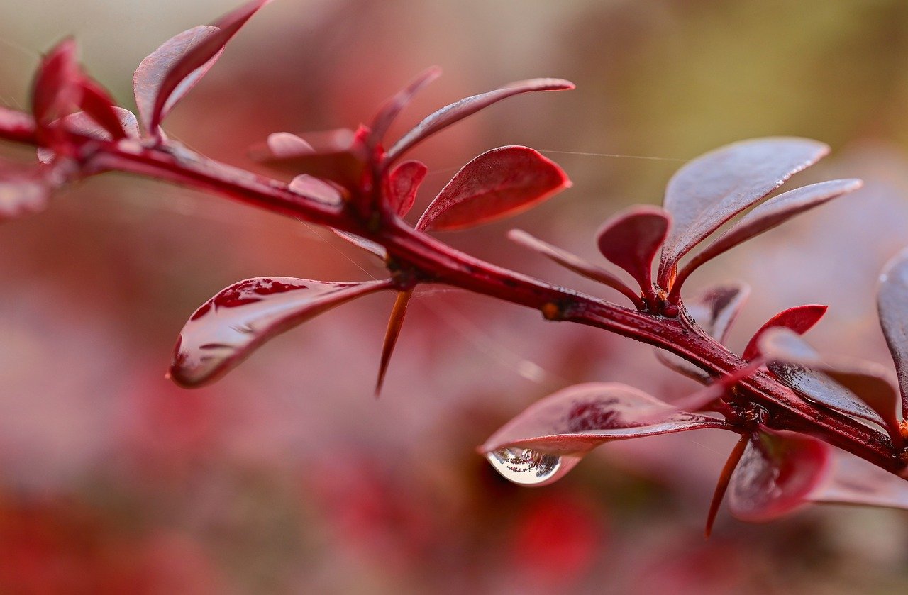 What Color Shoes With Burgundy Dress - TopShoesList